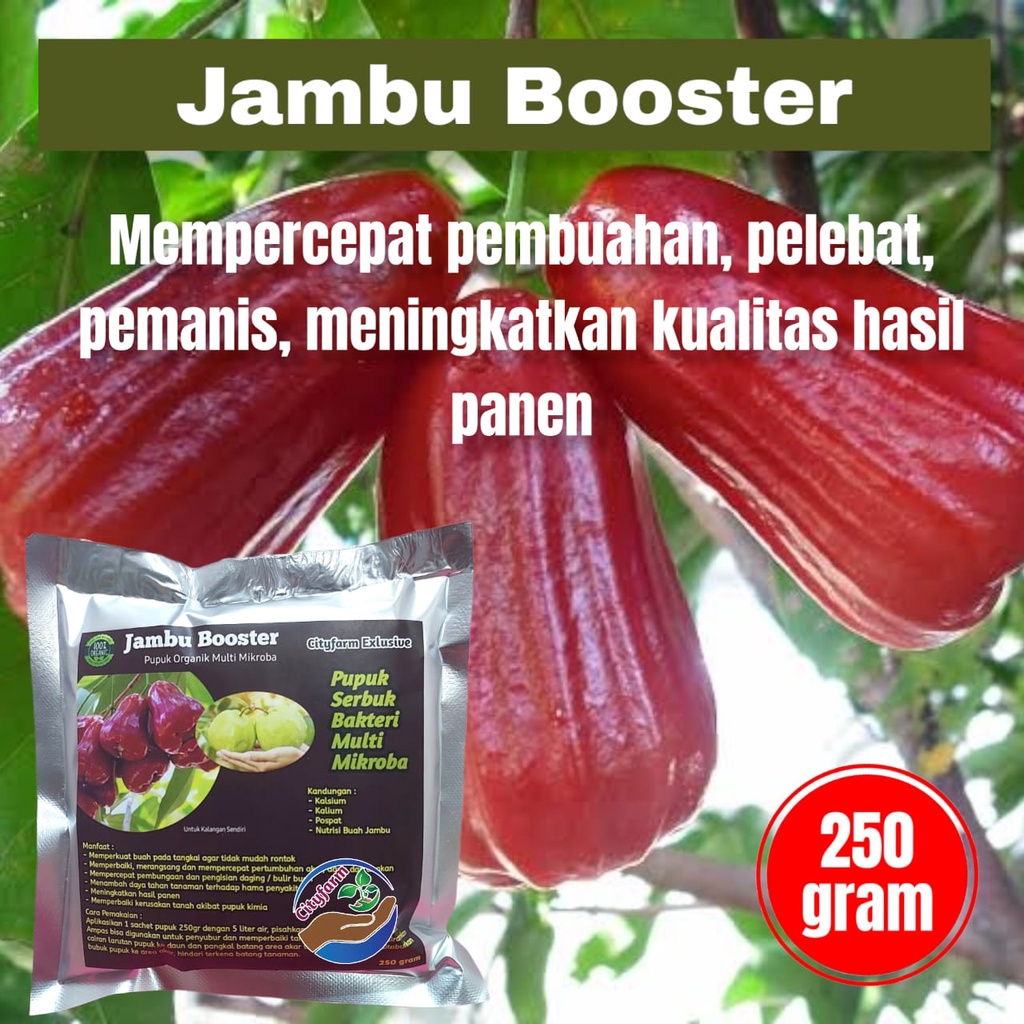 Jual Pupuk Booster Jambu Super Organik Pelebat Buah Dan Anti Rontok 250gr | Shopee Indonesia