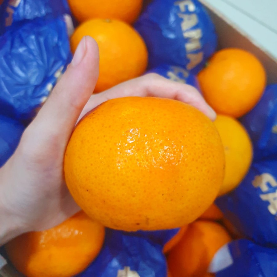 Jual Jeruk Honey Murcot Clemenville Argentina [Seedless] - 9kg | Shopee ...