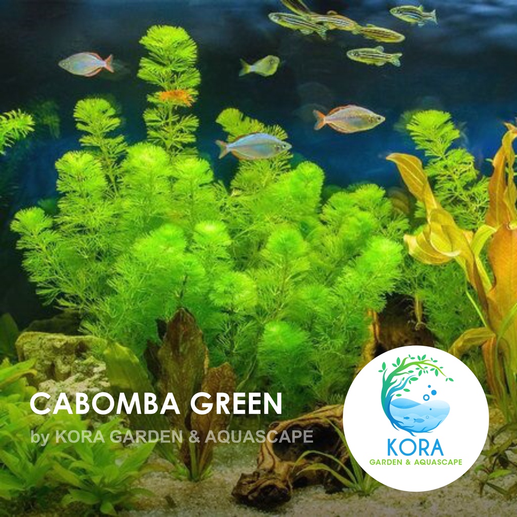 Jual Cabomba / Kabomba / Green Fanwort / - Tanaman Air Aquascape / Aquarium/ Kolam / Low CO2 ...