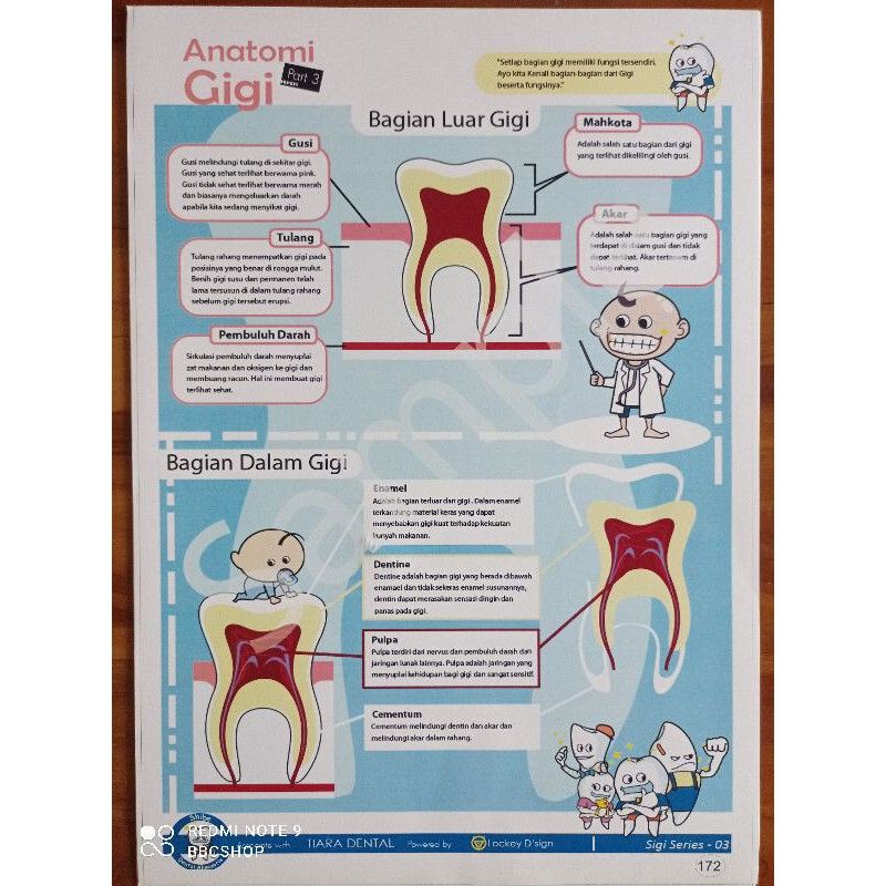 Jual Poster Edukasi Anatomi Gigi dan Fase Pertumbuhan Gigi | Shopee ...