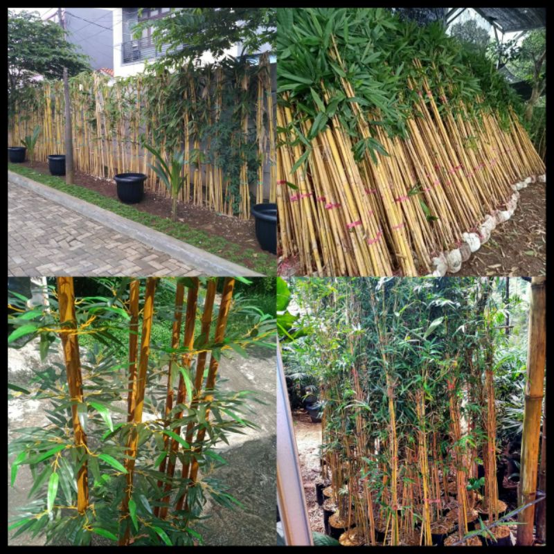 Jual Tanaman Hias Pohon Bambu Kuning/Bambu Panda Bibit Bambu Kuning ...