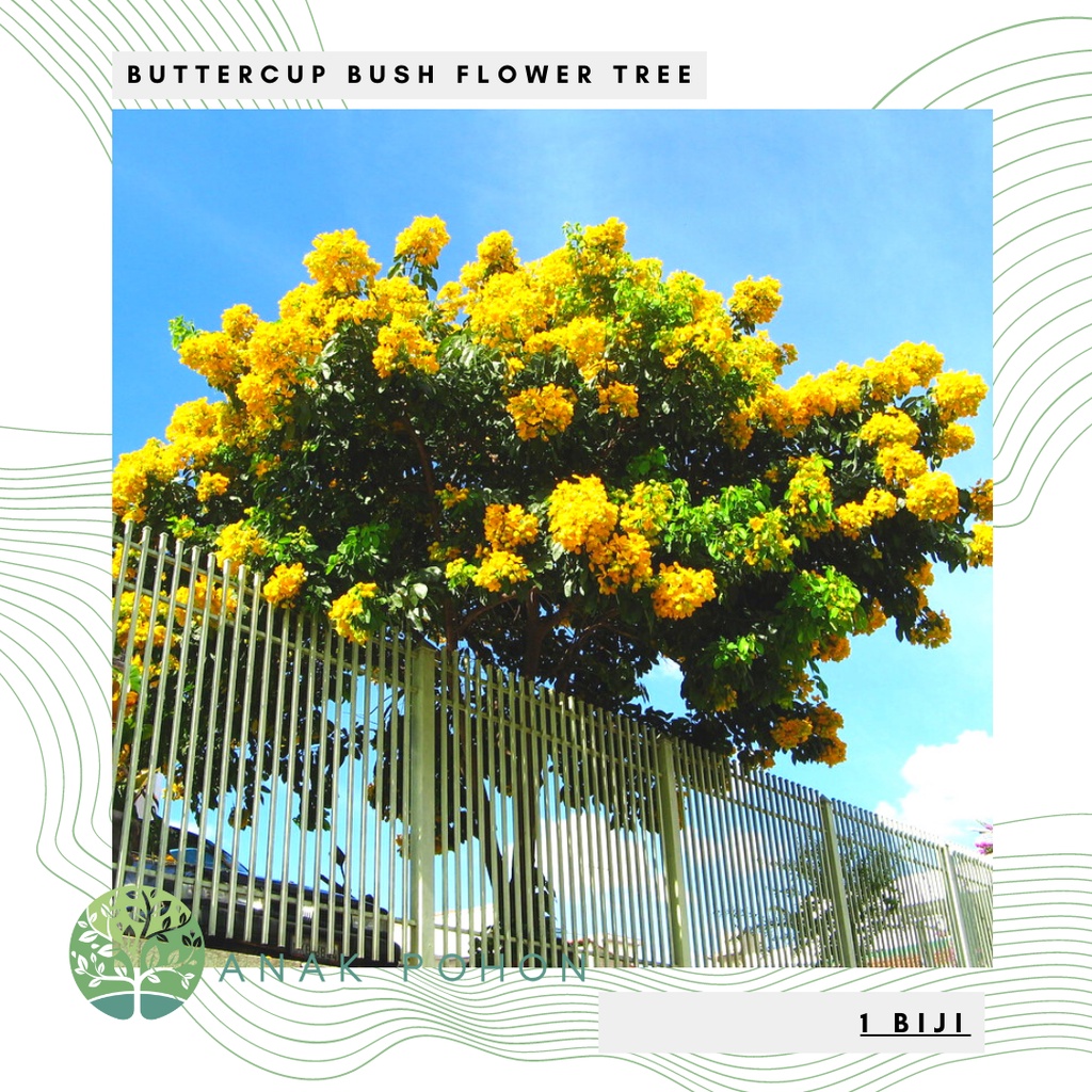 Jual Benih Bibit Biji - Pohon Bunga Buttercup Bush Senna corymbosa ...