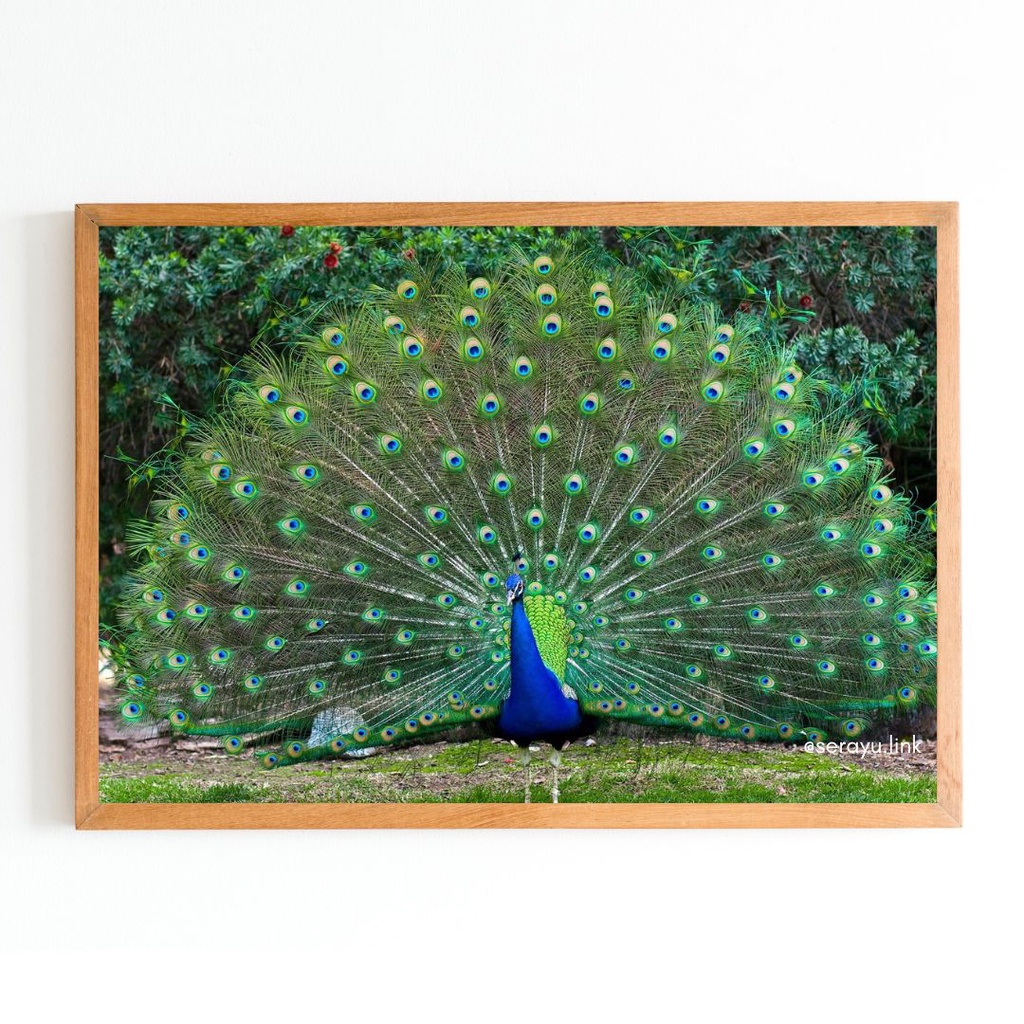 Jual Hiasan Dinding Lukisan Cetak Gambar Burung Merak Aesthetic Plus ...