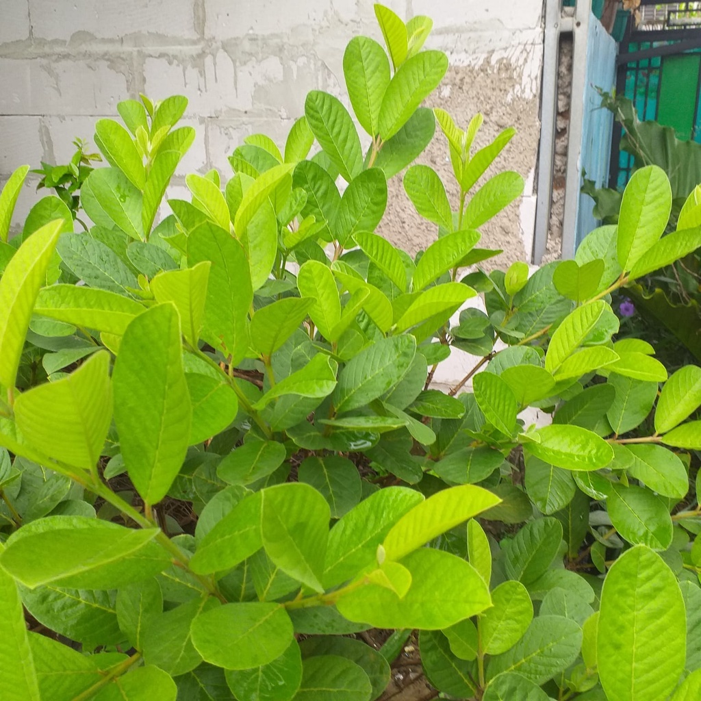 Jual Daun Jambu Biji, Kelutuk, Batu, Siki, Psidium Guajava, Segar ...