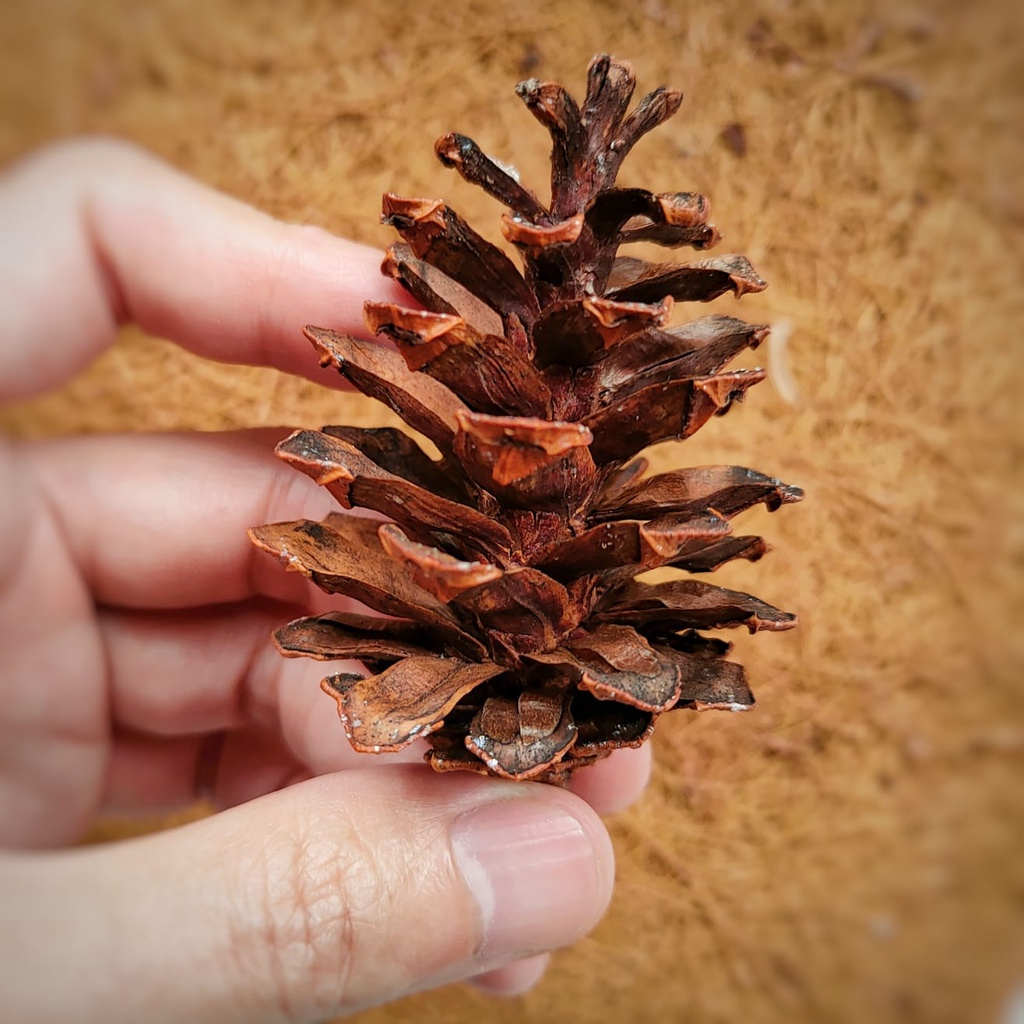 Jual Bunga pinus pine cone hiasan vivarium rumah isopod hiasan ...
