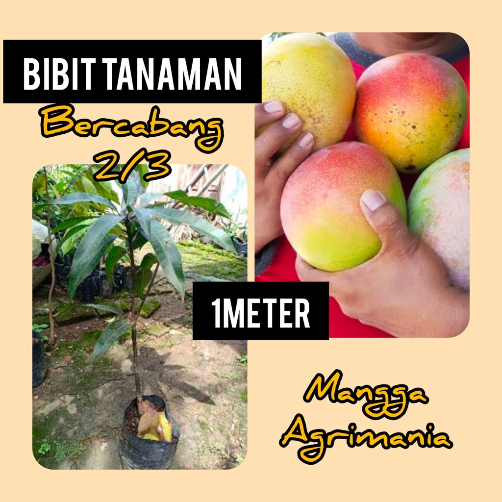 Jual Bibit Mangga Agrimania 1 Meter Batang Bercabang 2 atau 3 cabang ...