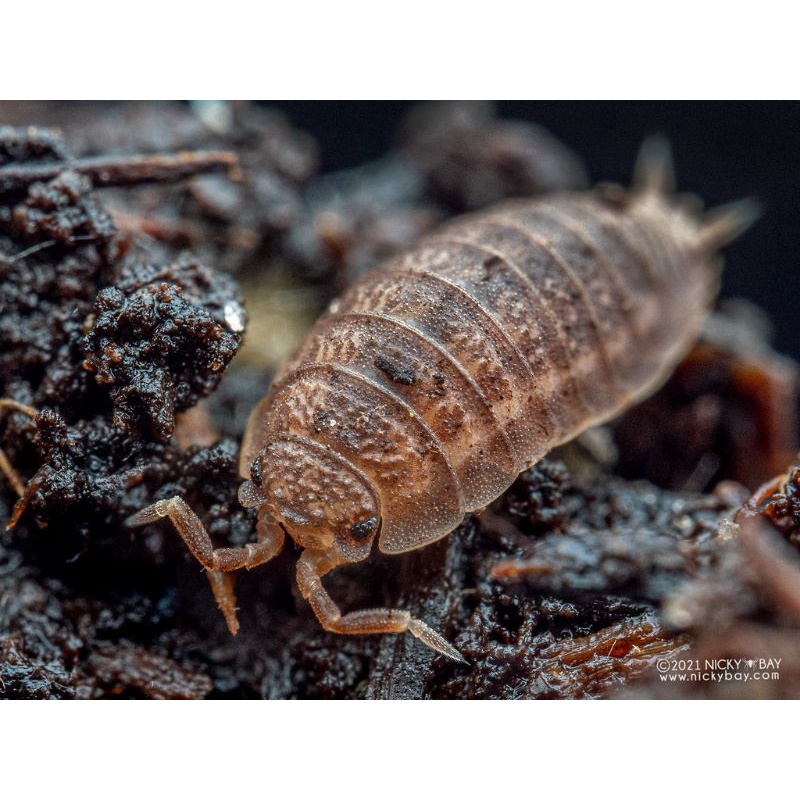 Jual Isopoda Isopods Pengurai Kutu kayu - Nagurus Nanus | Shopee Indonesia