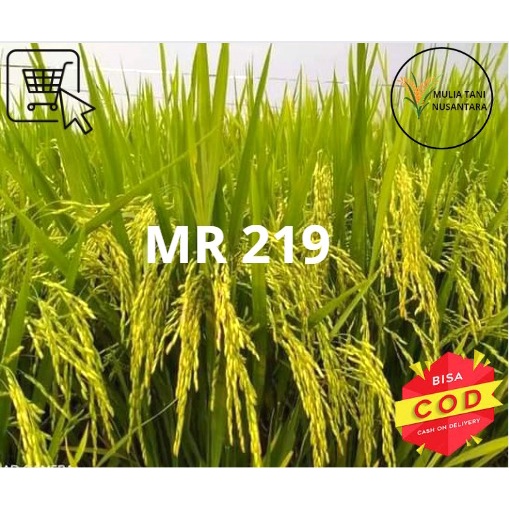 Jual Benih padi MR 219 5Kg original Si tahan roboh, tahan wereng ...