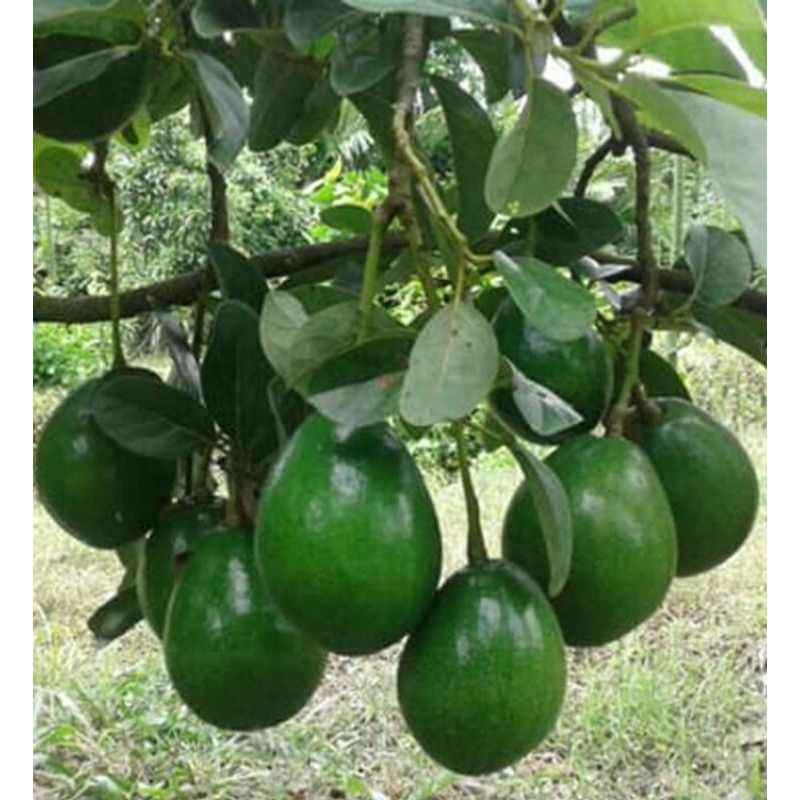 Jual Pupuk Pelebat perangsang Buah Alpukat Avocado Booster Fertilizer ...