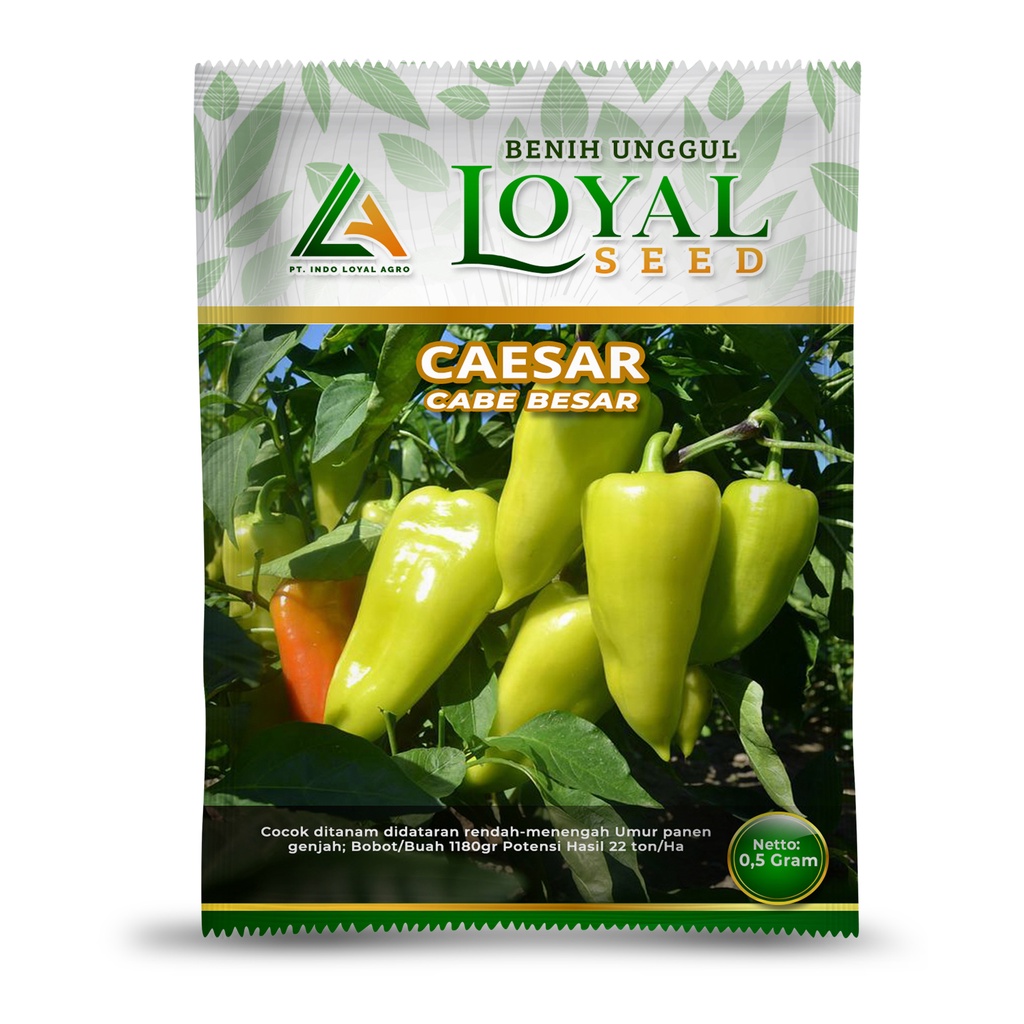 Jual BENIH CABE BESAR CABE SAYUR CABE PONG CAESAR / BIBIT CABE BESAR ...
