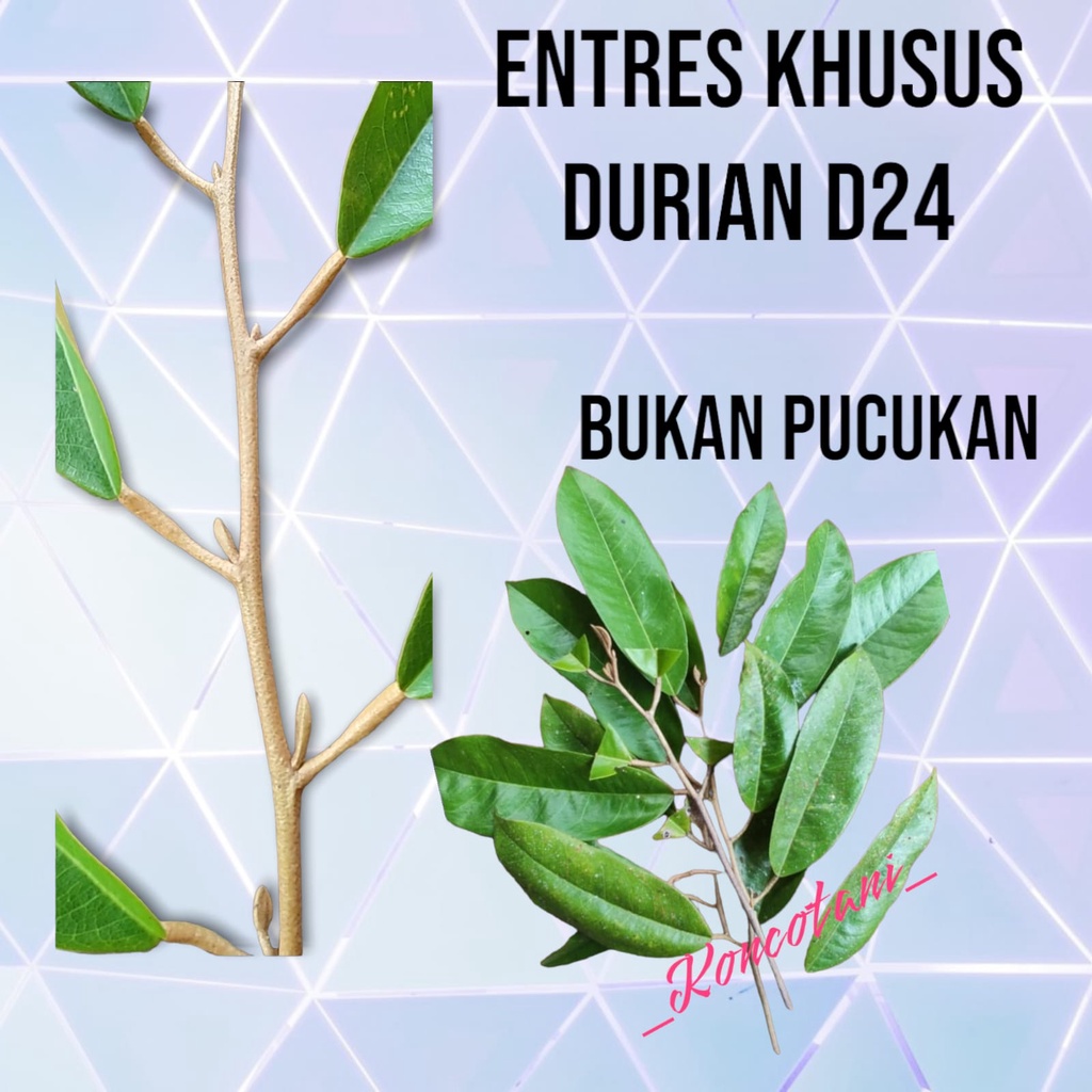 Jual (KHUSUS) ENTRES MATA TUNAS DURIAN D24 ATAU SULTAN BUKAN PUCUKAN ...