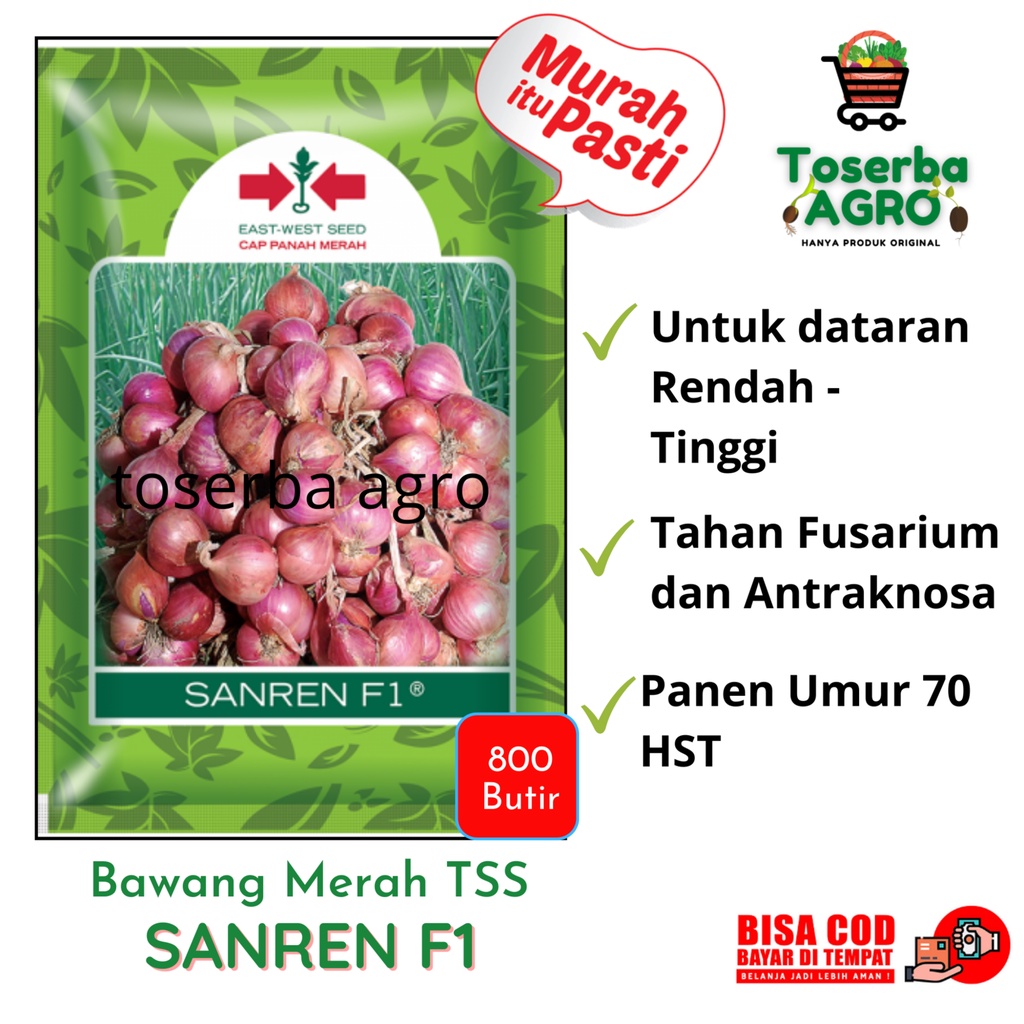 Jual Benih Biji Bibit Bawang Merah dari Biji SANREN F1 800butir TSS ...