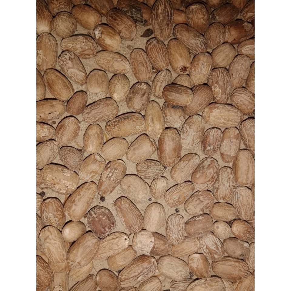 Jual BIJI PALA LONJONG KERING 1KG | Shopee Indonesia