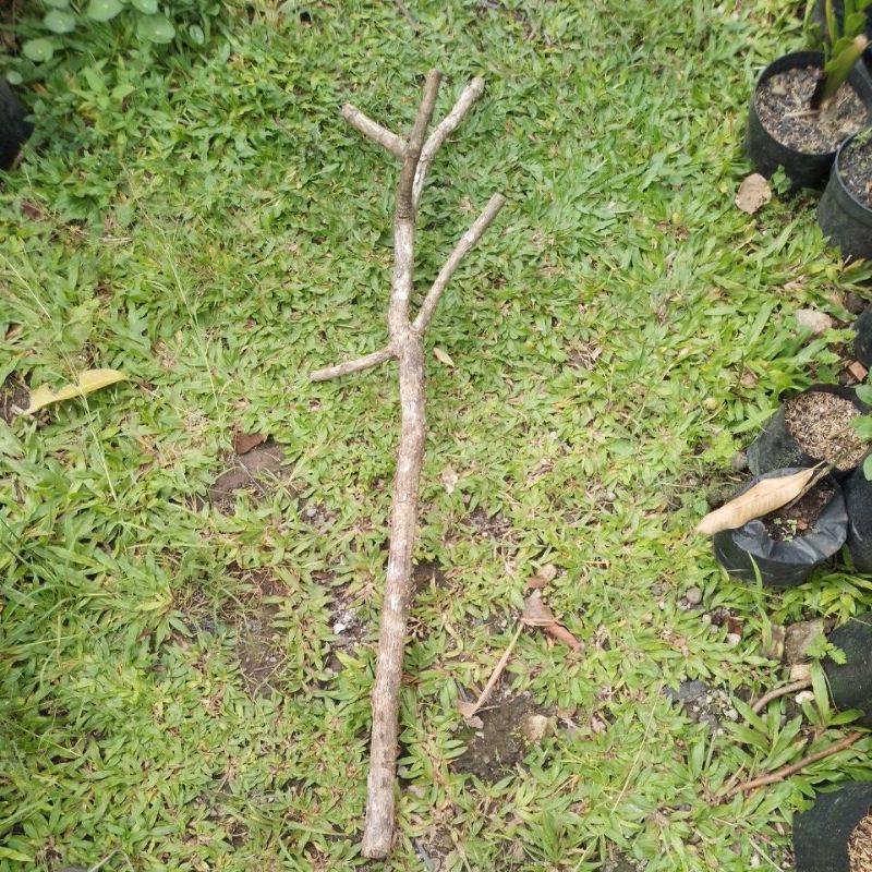 Jual Dahan ranting kayu jati natural bercabang 120 cm | Shopee Indonesia