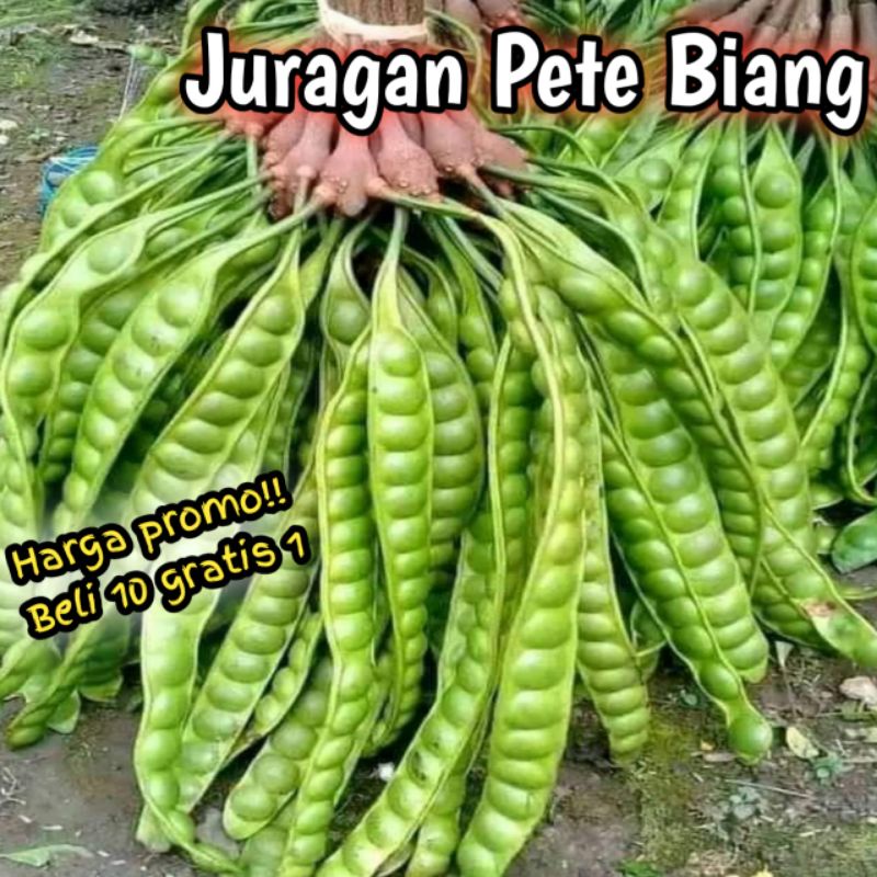 Jual PROMO PETE SEGAR HARGA PERLONJOR/PETE SEGAR PILIHAN/PETE TUA SUPER ...