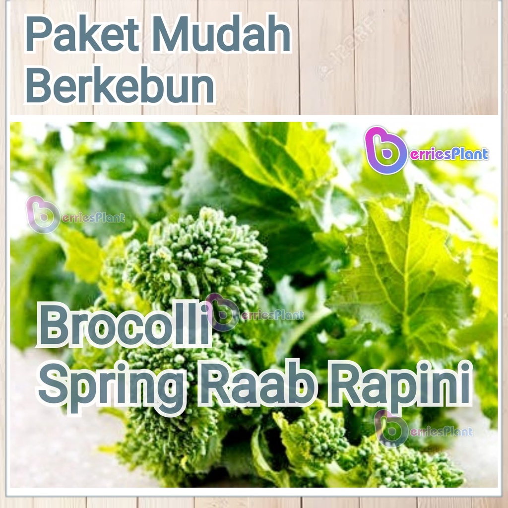 Jual Brokoli Spring Raab Rapini | Paket Berkebun Mudah Sayur Buah ...