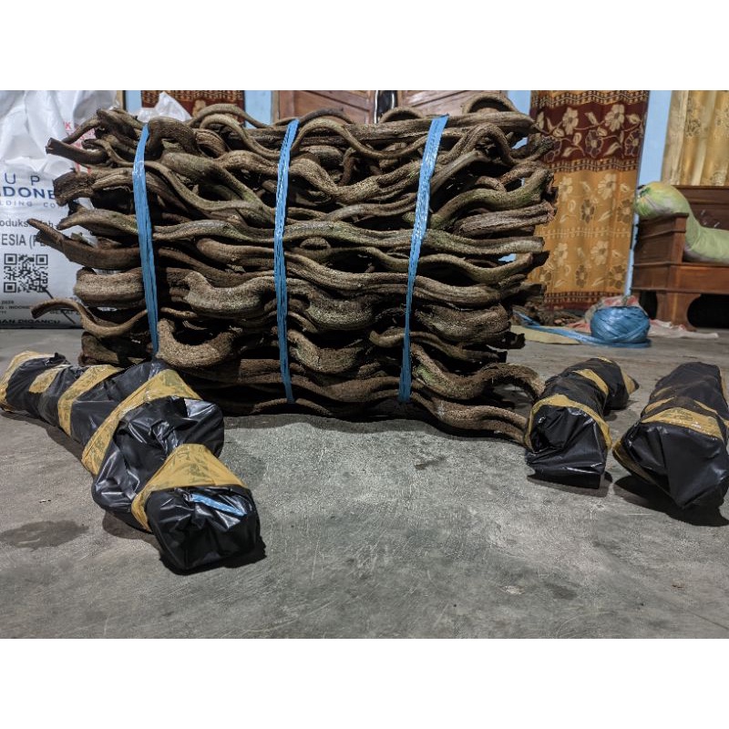 Jual AKAR TRINIL PESANAN 1 meter 20 batang | Shopee Indonesia