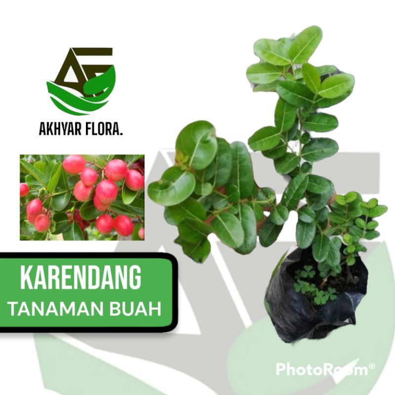 Jual Bibit Tanaman Buah Karendang Bibit Buah Renda Buah Samarinda Buah ...
