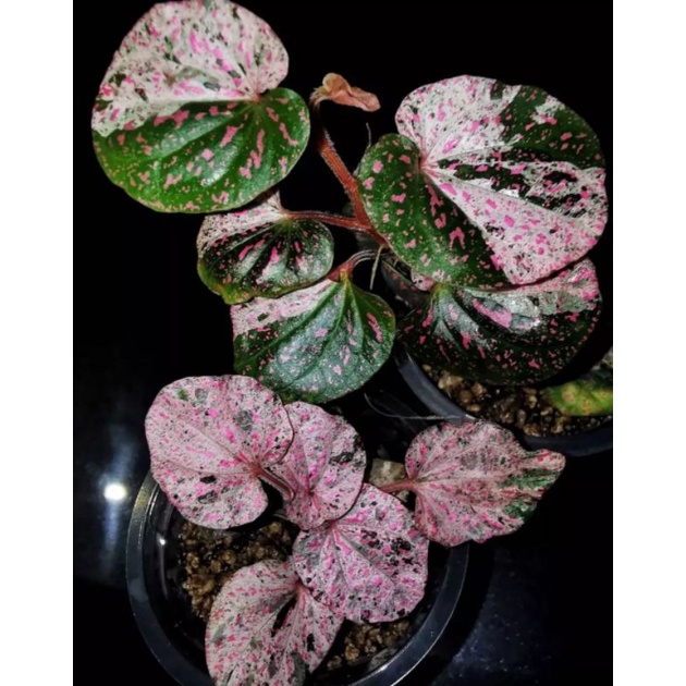 Jual piper pink sp papua variegataaaa original | Shopee Indonesia