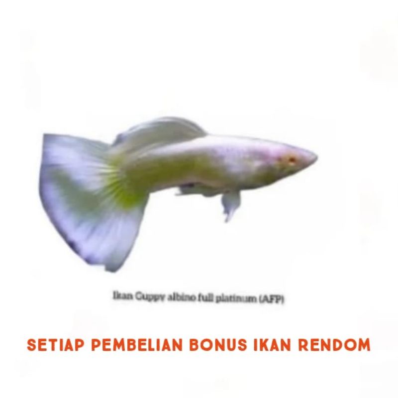 Jual Packing styrofoam ( ikan guppy full platinum Grade A ) | Shopee Indonesia