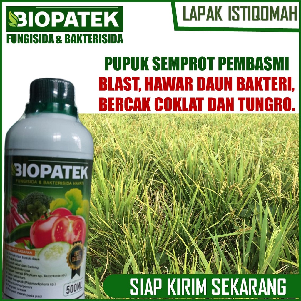Jual (COD MURAH) PUPUK PADI ANTI BLAST, HAWAR DAUN BAKTERI, BERCAK ...