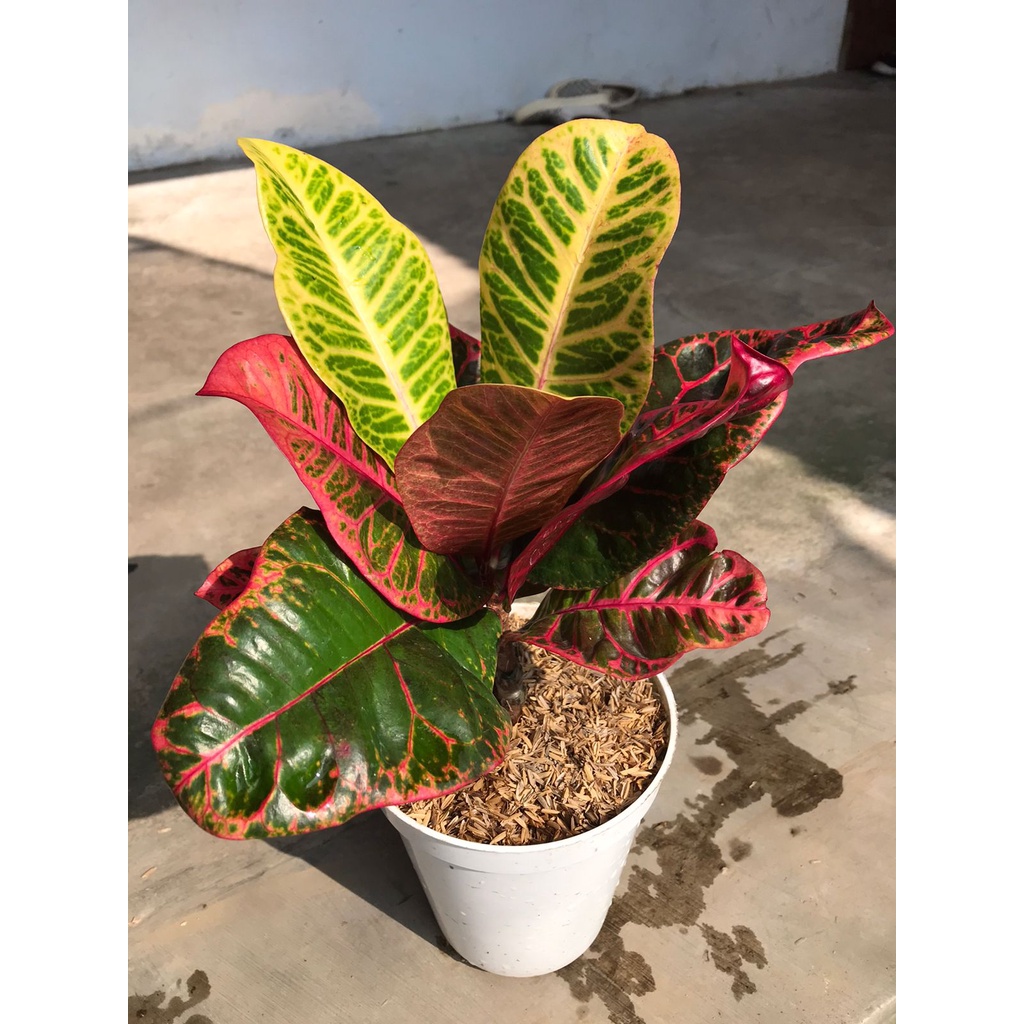 Jual Tanaman hias bunga puring RED CORONA menor murce ( spesial daun ...