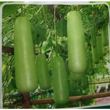 Jual 5 biji benih labu air panjang | Shopee Indonesia