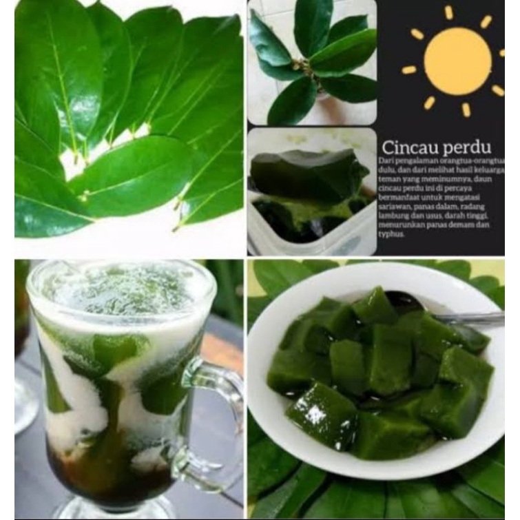 Jual Daun cincau hijau perdu, perbungkus isi 35 lembar | Shopee Indonesia