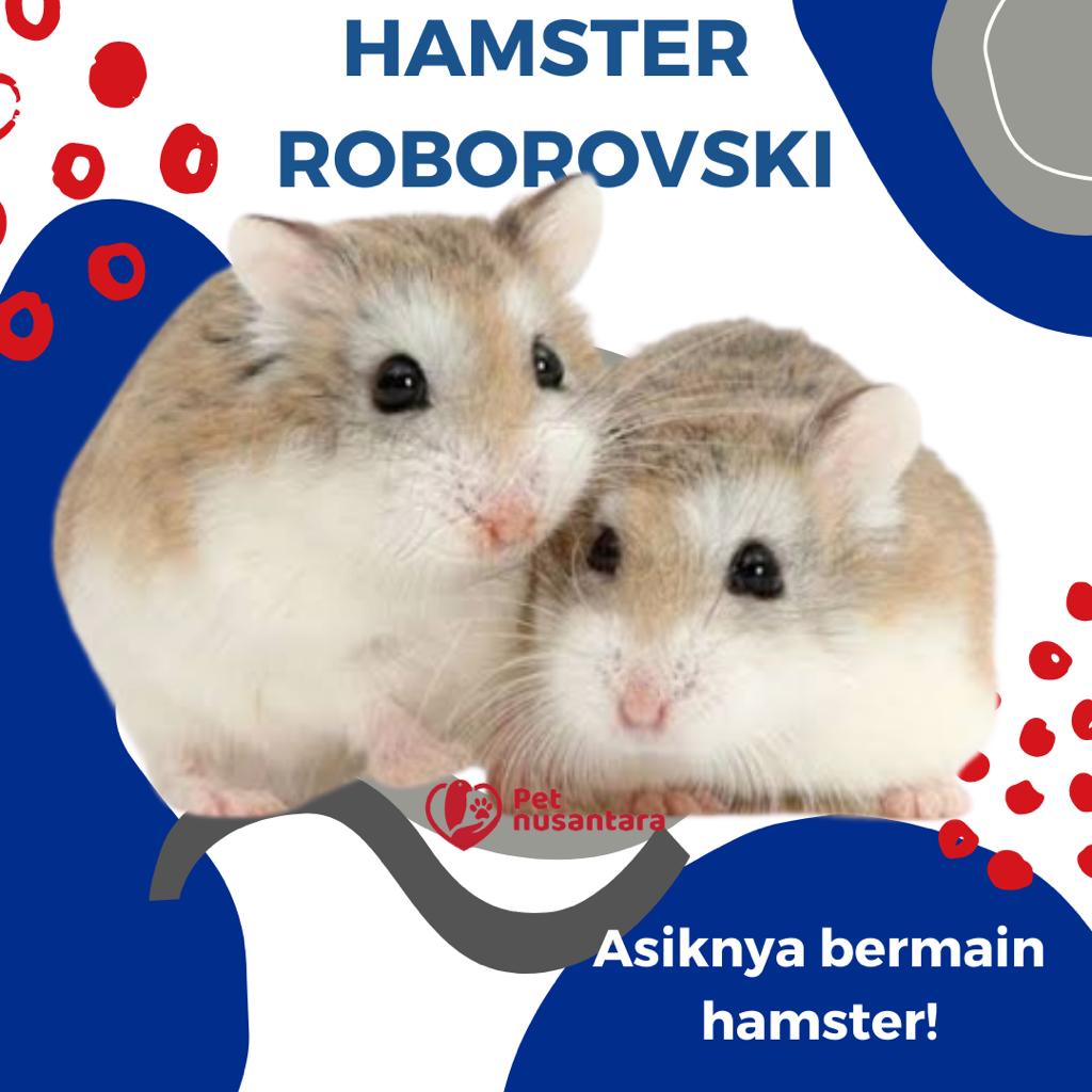 Jual HAMSTER ROBOROSKY/ROBOROVSKY/ROBOROVSKI HEWAN PELIHARAAN JINAK ...