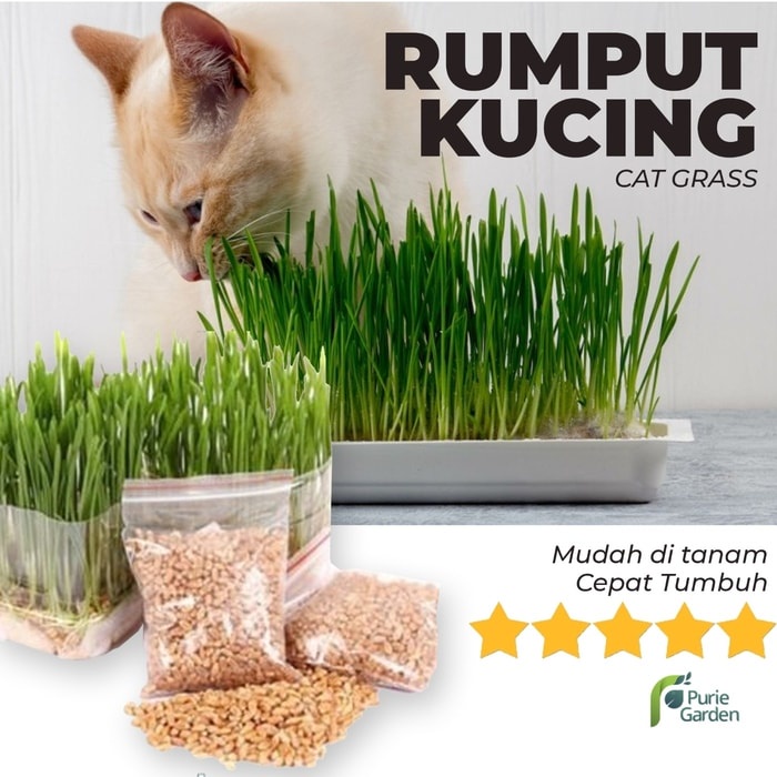 Jual BIJI GANDUM RUMPUT KUCING 50GR - Benih Biji Gandum Rumput Cat ...