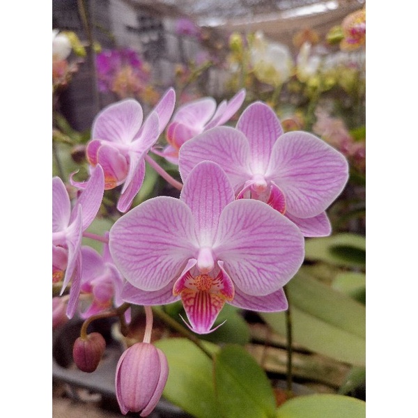 Jual anggrek bulan grade B pink garis phalaenopsis hybrid bunga mini ...
