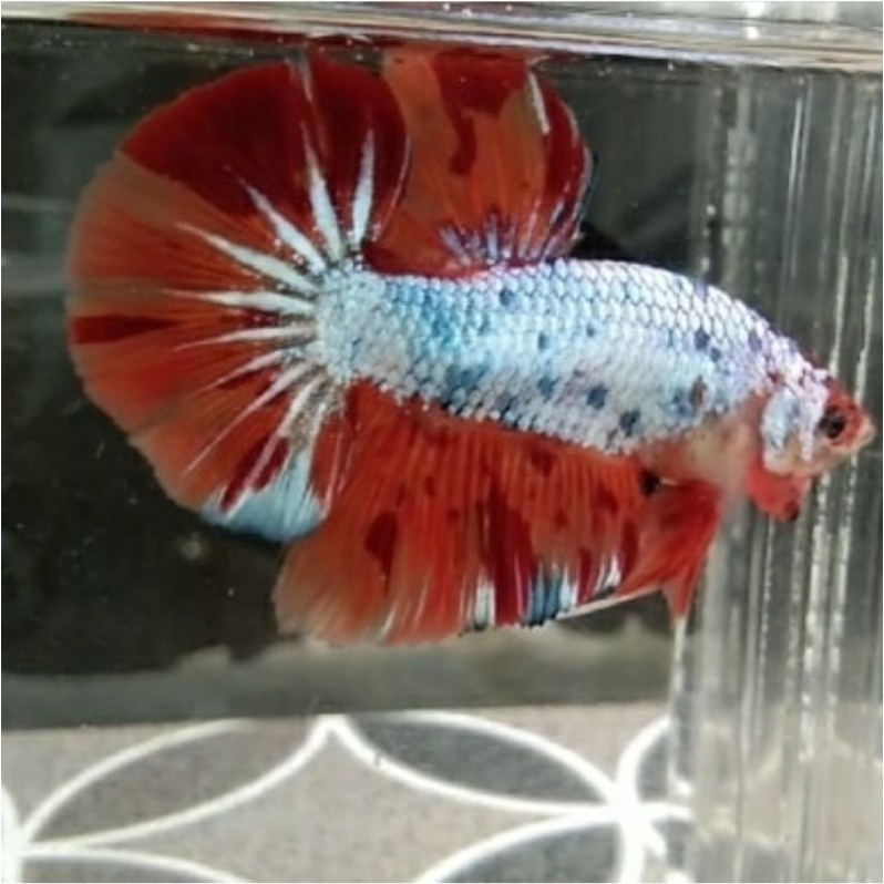 Jual cupang raksasa ekor lebar Giant HMPK bahanan Marble koi | Shopee ...