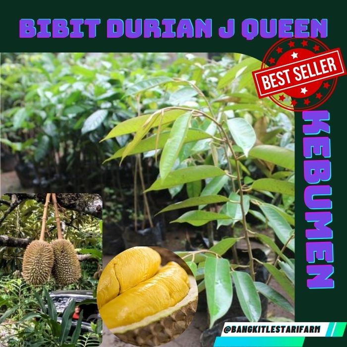 Jual Bibit Durian Duri hitam, Bibit Durian D200 Hasil Okulasi, SUPER GENJAH dan TERLARIS ...