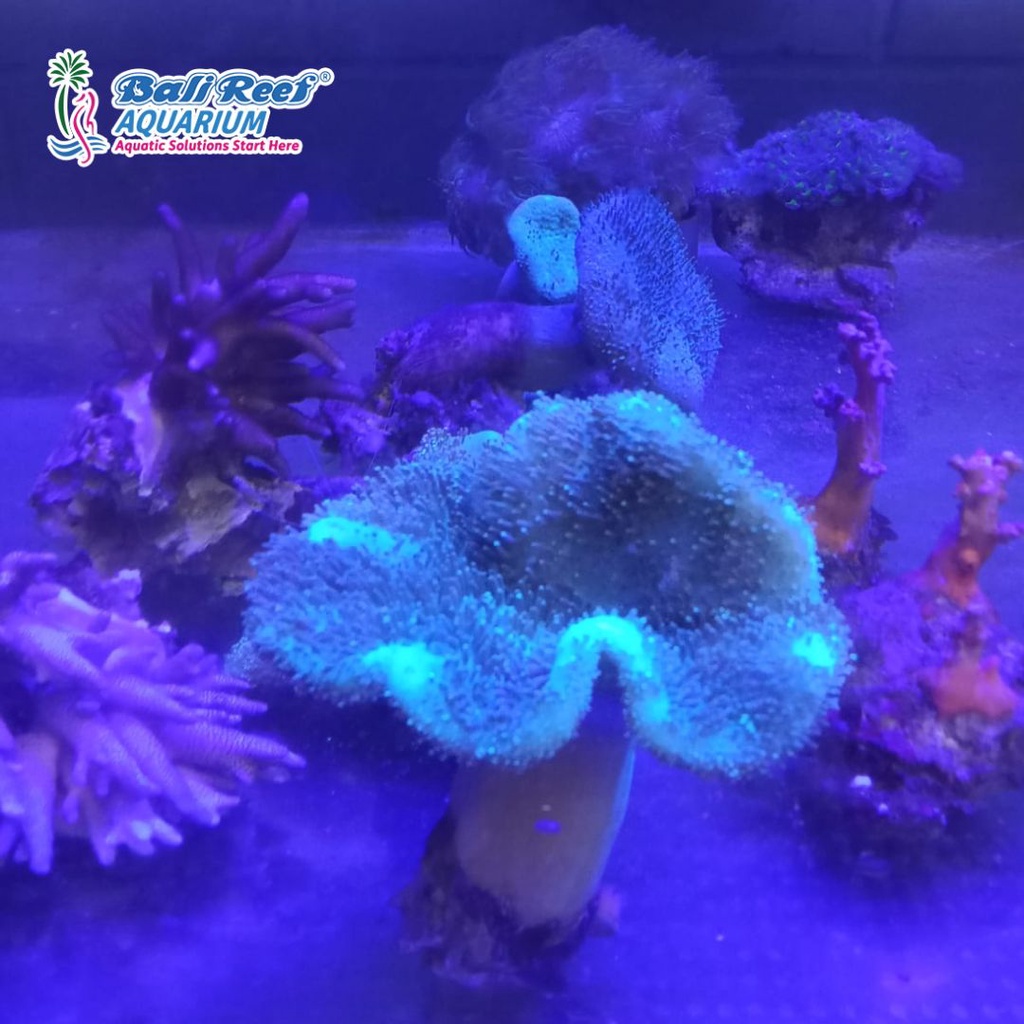 Jual Coral Payungan Bulat Toadstool Mushroom Leather Coral | Shopee ...