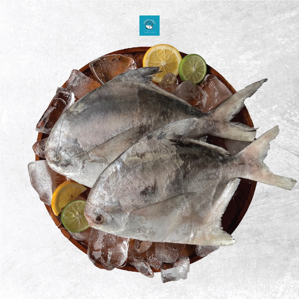 Jual Ikan Bawal Putih Size 5-6 Ekor Dijamin Segar dan Berkualitas By ...