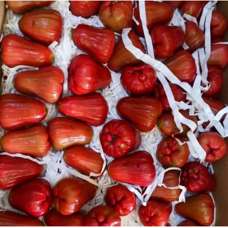 Jual Jambu Air Citra Fresh 1kg bogor | Shopee Indonesia