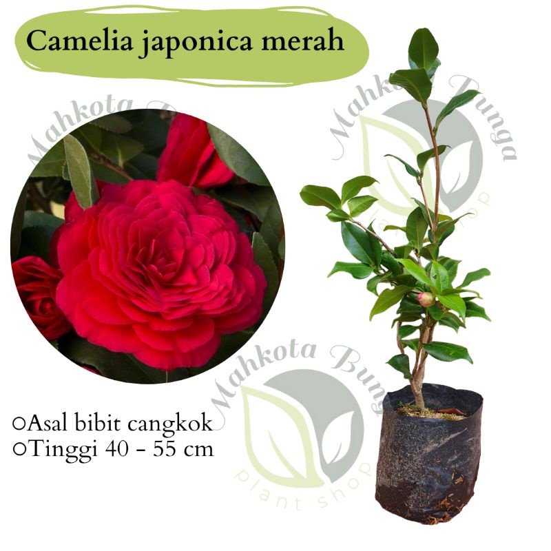 Jual Tanaman bunga camelia merah - camelia japonica | Shopee Indonesia