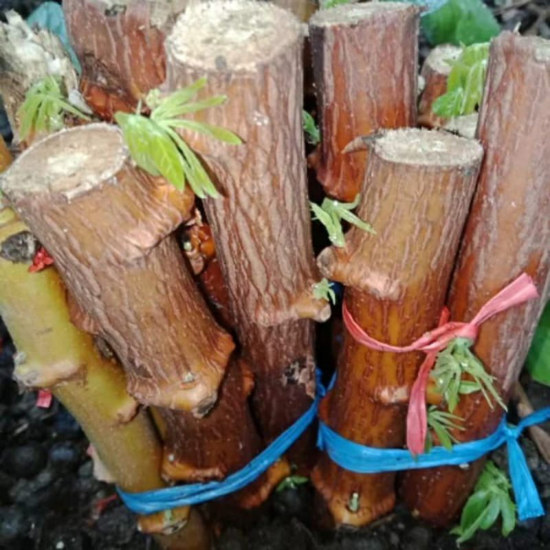 Jual BIBIT STEK SINGKONG GAJAH SUPER | Shopee Indonesia