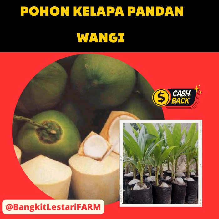 Jual Pohon Kelapa Pandan Wangi, Pohon Kelapa Pandan Wangi SUPER GENJAH ...