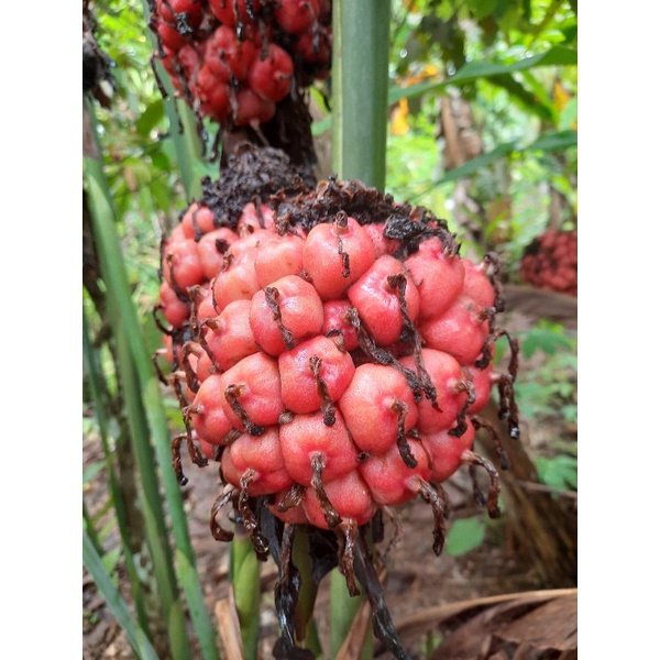 Jual Buah honje buah kecomrang segar per 1 kg | Shopee Indonesia