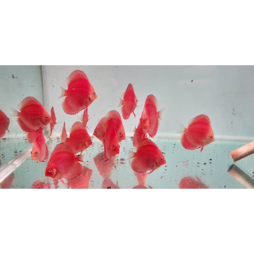 Jual ikan discus red melon 2,5 inch paket A | Shopee Indonesia