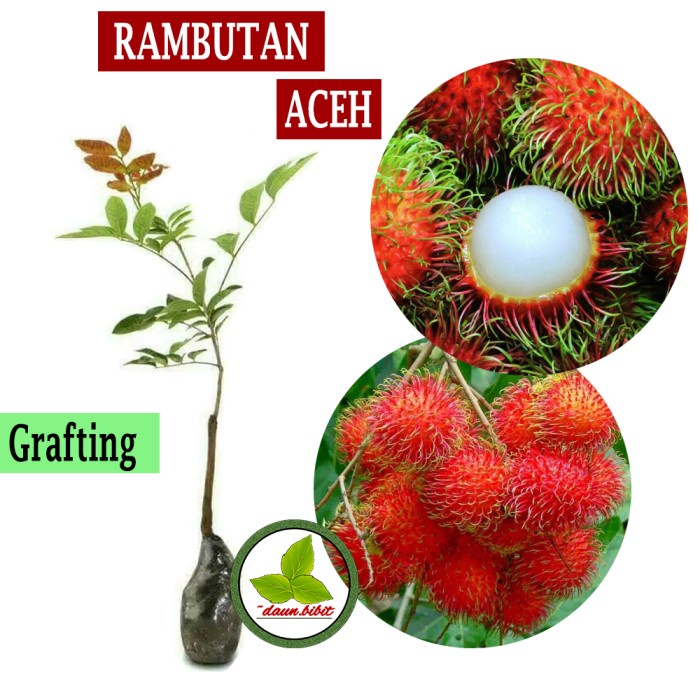 Jual Bibit Rambutan Aceh Sambung Pucuk | Shopee Indonesia