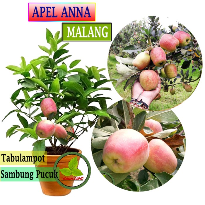 Jual Bibit Apel Anna Malang | Apel untuk Juice | Jus | Shopee Indonesia