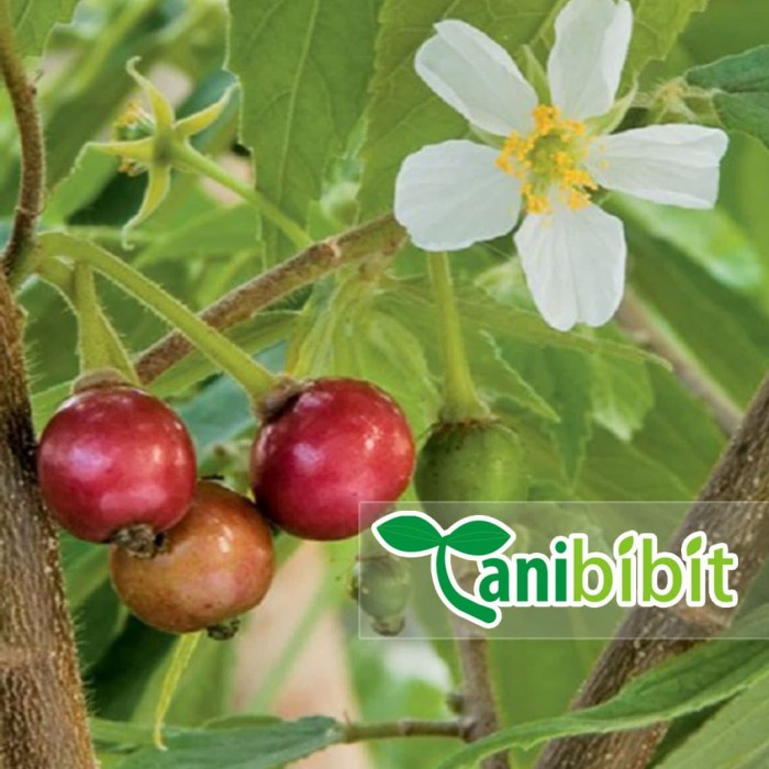 Jual GAMPIL BIBIT POHON BUAH CERI SERI KERSEN TALOK KERES KERSEM ...