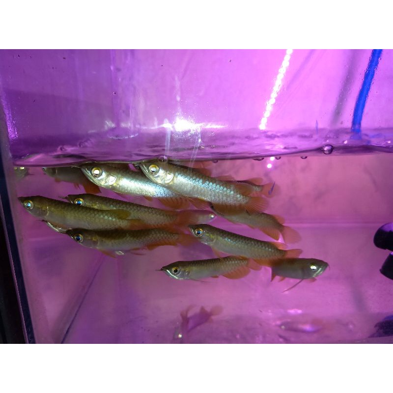Jual Red Banjar sertifikat resmi ±10cm an | Shopee Indonesia