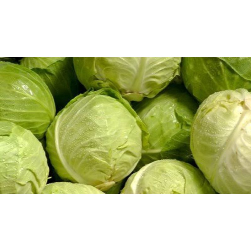 Jual Kubis 500gr | Shopee Indonesia