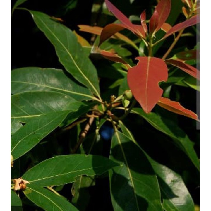 Jual Bibit cabutan pohon kayu puspa | Shopee Indonesia