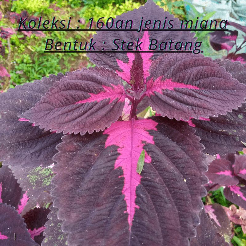 Jual Miana / Coleus / 111 / Tanaman Hias Miana / Herbal | Shopee Indonesia
