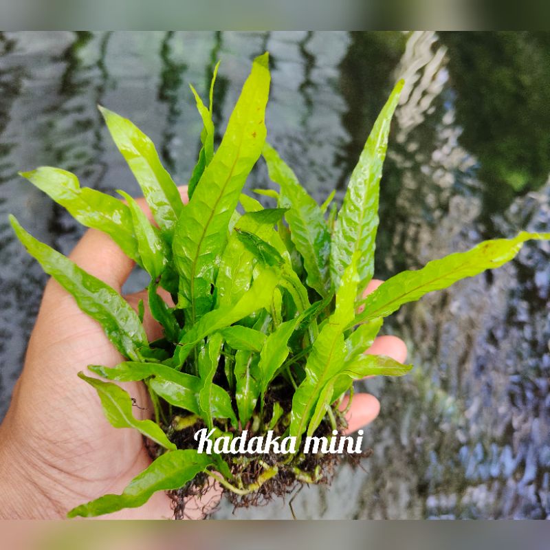 Jual kadaka mini/Java fern tanaman aquascape hiasan aquarium | Shopee ...