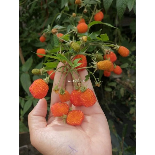 Jual Tanaman Native Raspberry (Rubus Sumatranus) | Shopee Indonesia